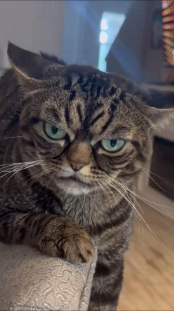 Принёс товарS! 😂 ЧТО это За МОНСТР! 😱 #cat #юмор #озвучка
