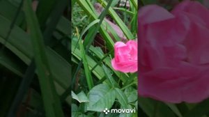 роза Ангела, на второй год, таежная дача под Красноярс?