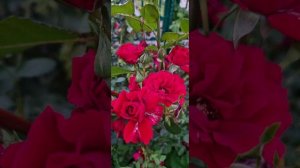 #доброеутро 🤗 #лето #цветы #розы #лилии #подсолнух 🌻 В?