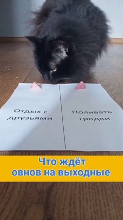 Что ждёт овнов? #cat #приколы #гороскоп #овен