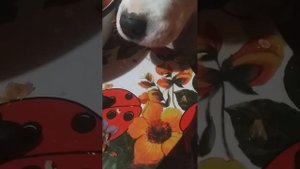 мой Пит#собака веган#прикол#ржач#тренды#2022#Айс#