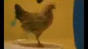 Прикол с курицей