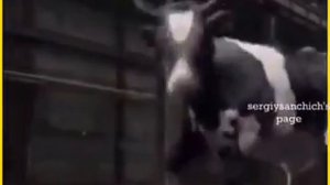 Прикол с коровой😂😂