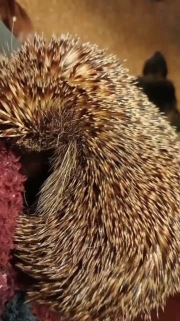 Пришёл к нам в гости ёжик.