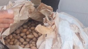 Миниклубни картофеля Инноватор из Чувашского ГАУ.  Ви?