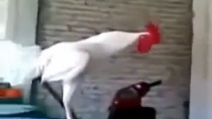 Петух ржёт, прикол смотреть всем!!!