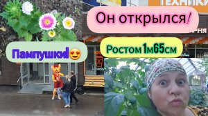 1-3.08.2024 ЧТО в теплице у сестры_😯АСТРЫ на моей клумбе!💮Ошиблась с названием.😁Продолжение следу
