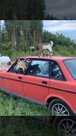ТОП 10 ПОДБОРКА! СМЕШНЫЕ КОЗЫ ЛУЧШИЕ ПРИКОЛЫ 2021! КОЗЫ ПРИКОЛЫ С КОЗАМИ 2021 Funny Goats