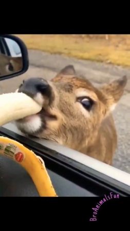 Съест Банан 🍌 или НЕТ? Funny Animals 😂 #shorts Приколы 2021 👍
