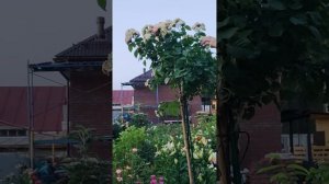 обрезка штамбовой розы после первого цветения