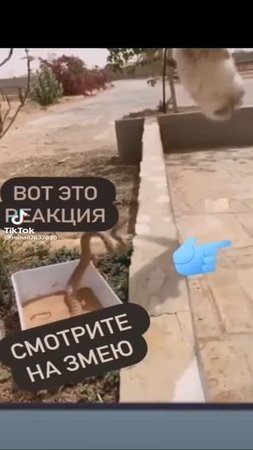 #Приколы животные#😁😁😁