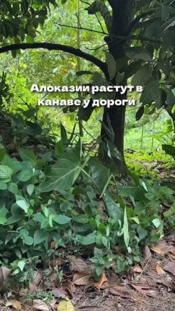 Алоказии растут в канаве у дороги
