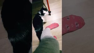 Кот напал на меня/Приколы 🤣🤣🤣🤯🤯🤯🤯. Еле успела ноги унести.