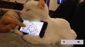 Прикольные коты #2 смешные коты, приколы с животными. Канал улыбок.