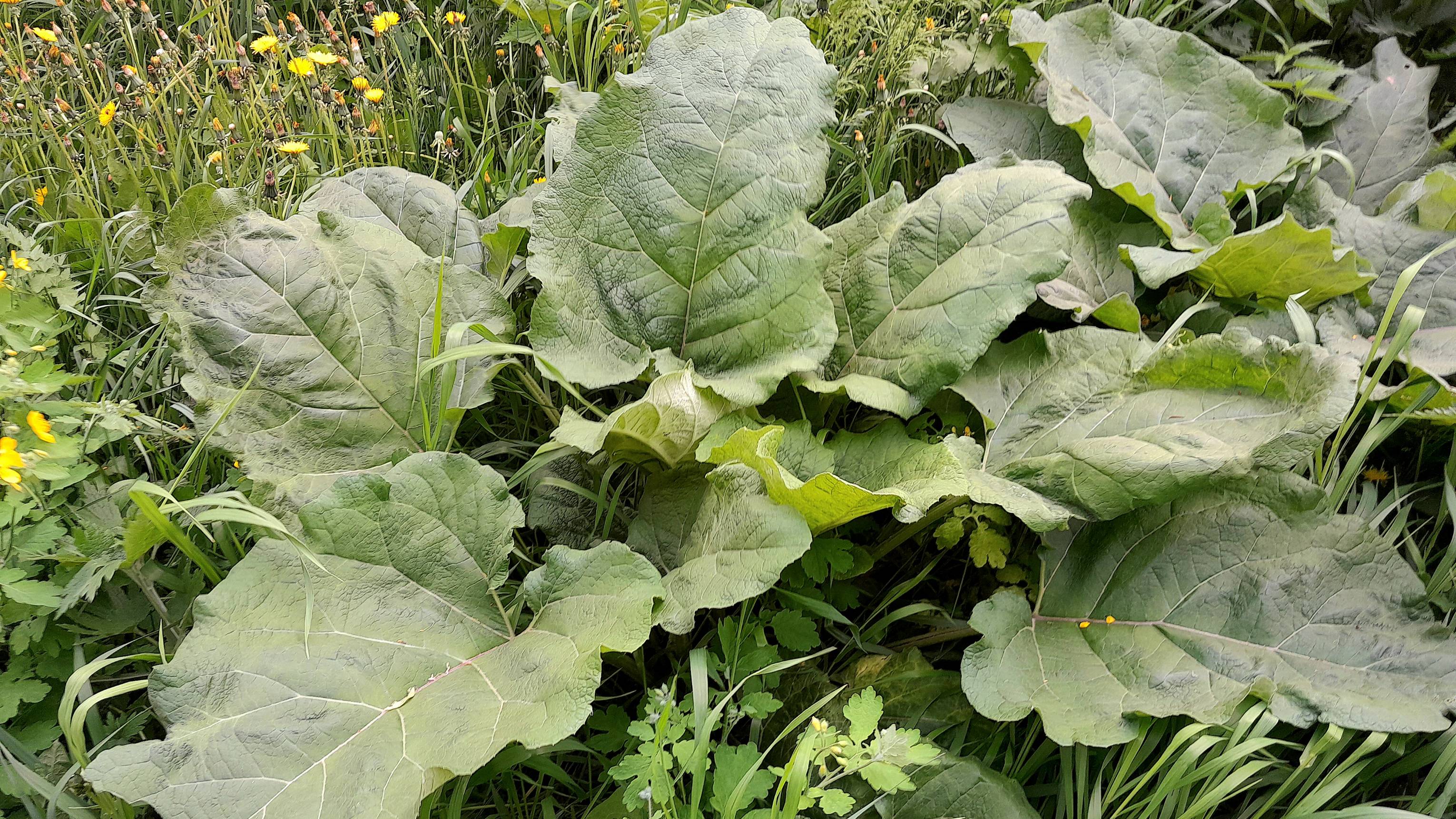 ЛОПУХИ ВЫ МОИ ЛОПУХИ ИРОНИЧНО и ЛИРИЧНО