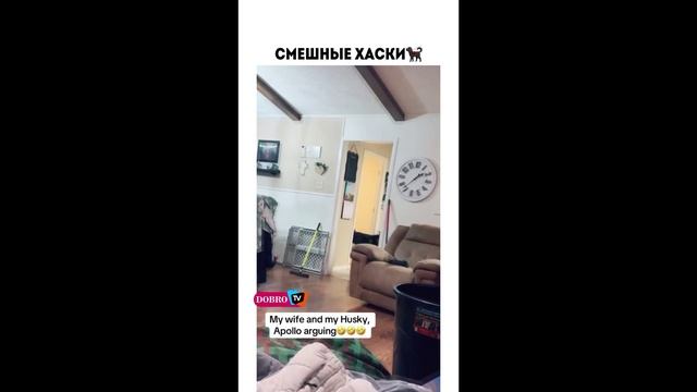 Смешные собаки #4