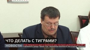 Конфликтные тигры: как решить проблему?