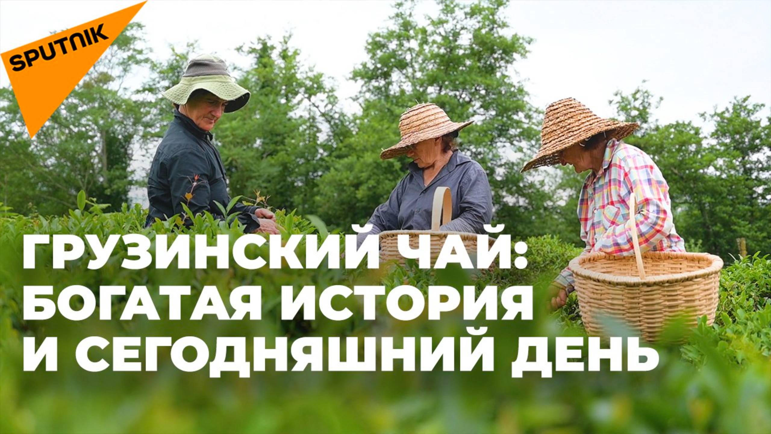 Знаменитый грузинский чай: перспективы развития чаеводства в стране