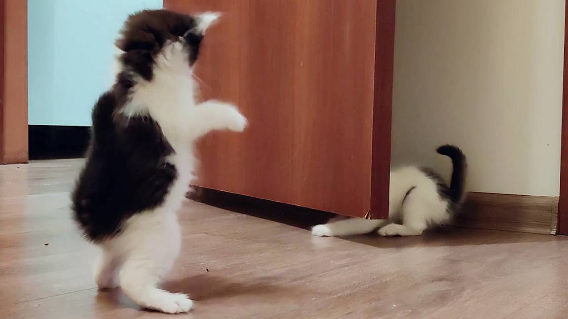 Видео с котятами, от которых невозможно оторваться. Часть 2