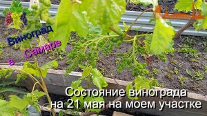 Состояние винограда на 21.05.25