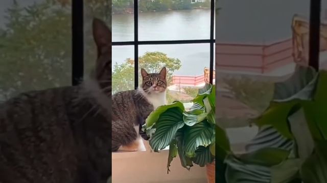 Смешные, животные истории! 🤣😄🤣#юмор #приколы #смешно #ржака #угар #смех #кринж #пранк #комедия #