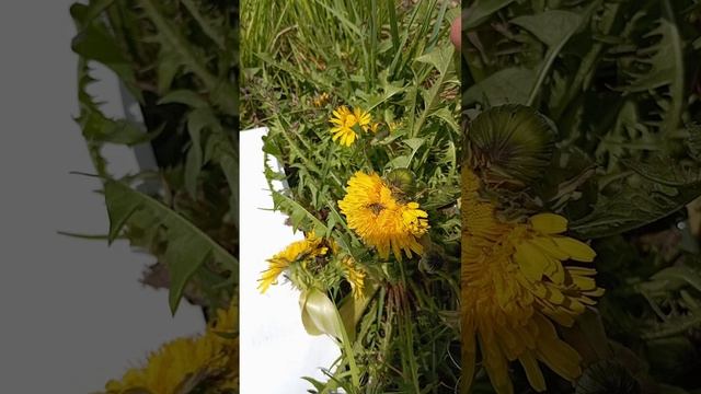 🍓Как обнаружить трипса на одуванчике, перед тем как он переедет на клубнику - землянику. 🪲🌼
