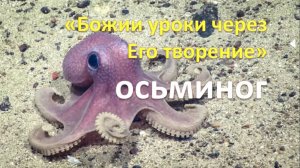 Интересный факт: "Осьминог"