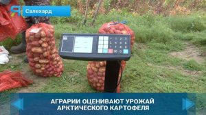В Салехарде начали сбор урожая картошки