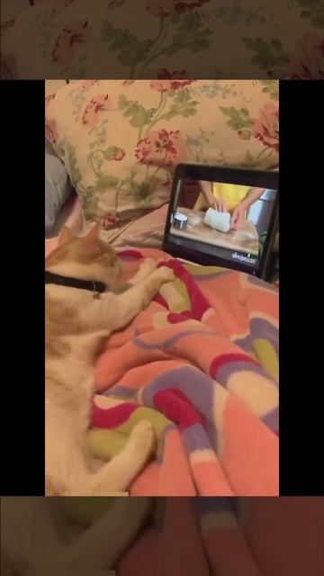 Кот-пекарь учится месить тесто по видео! Готовим как шеф-повар 🐱👨🍳