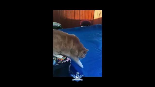 Смешные коты 5