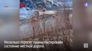 Неожиданные гости замечены в Харпе