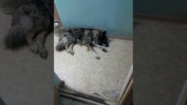 Сторожевая собака Буся