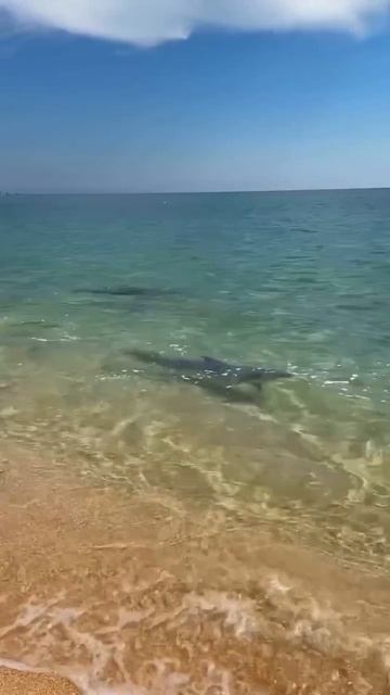 Лето ласковое, солнечное, безмятежное. Чёрное море. Дельфины!