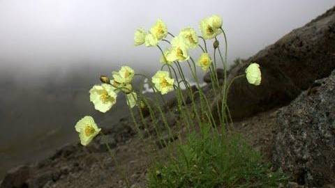 Полярно-Альпийский ботанический сад-институт