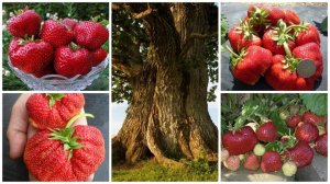 Сорта, которые не стареют🍓🍓🍓