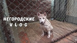 Доделали вольер. Трава после ужина НУТРИЯМ. 18.05.25