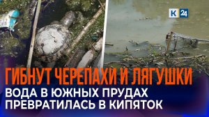 В Новороссийске обнаружили аномальный нагрев воды и мертвых рыб в Южных прудах