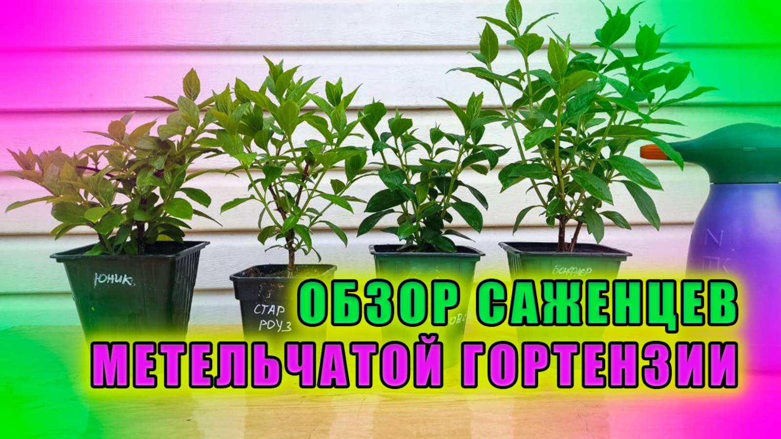 Такие саженцы 🌱 гортензии метельчатой цветут 🌸 в год посадки и украсят любой сад 🌺🏡