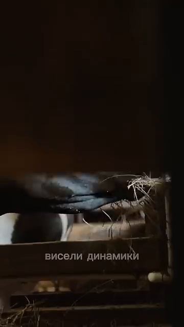 Суперсекретный коровник спалился из-за запаха