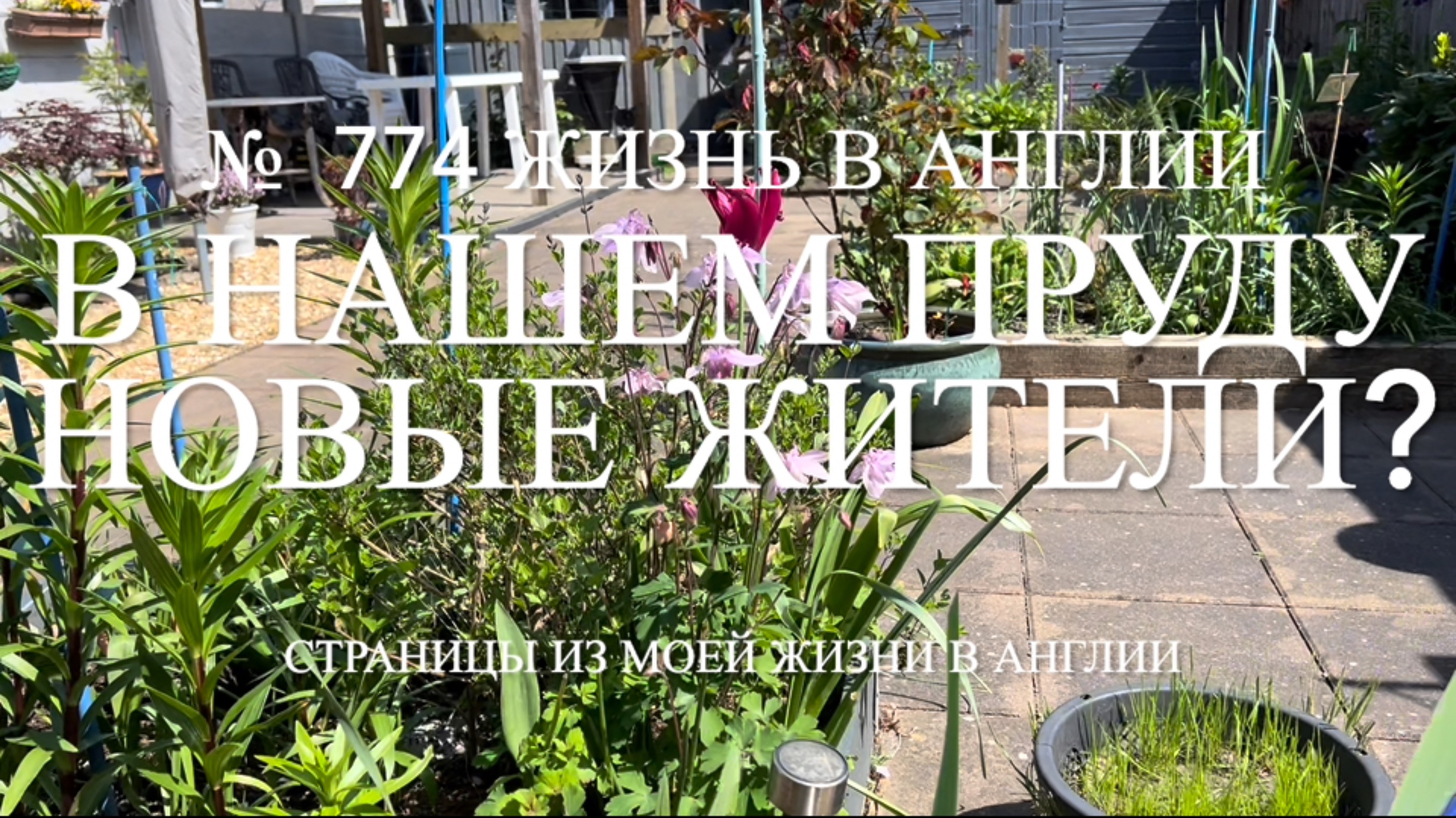 В нашем пруду новые жители? Кто это? № 774 Жизнь в Англии