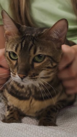 Классные коты🐈