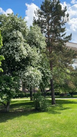 Смотрите, как Тюмень дышит весной
