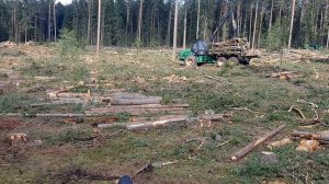 Форвардер Амкодор 2661-01 и Харвестер Амкодор 2551. Работа в делянке.