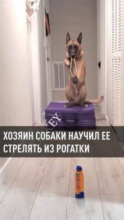 Кинолог обучил свою собаку стрелять из рогатки