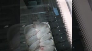 Поставка автоматического оборудования для упаковки мясной продукции