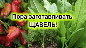 ЗАПРАВКА в щи,борщи,рассольники!🫑☘️🌾КОРОТКО и ясно!😊