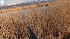 Весенняя охота на селезня. 2025 г.