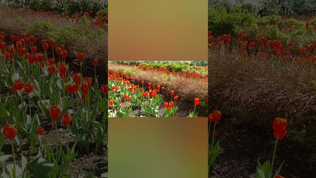Весна в Дендрологическом парке г.Екатеринбург