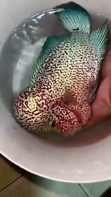 Аквариумная рыбка Flowerhorn (цветочный рог)