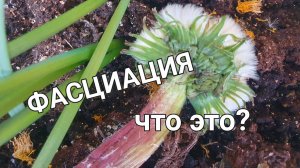 Фасциация. Что это???
